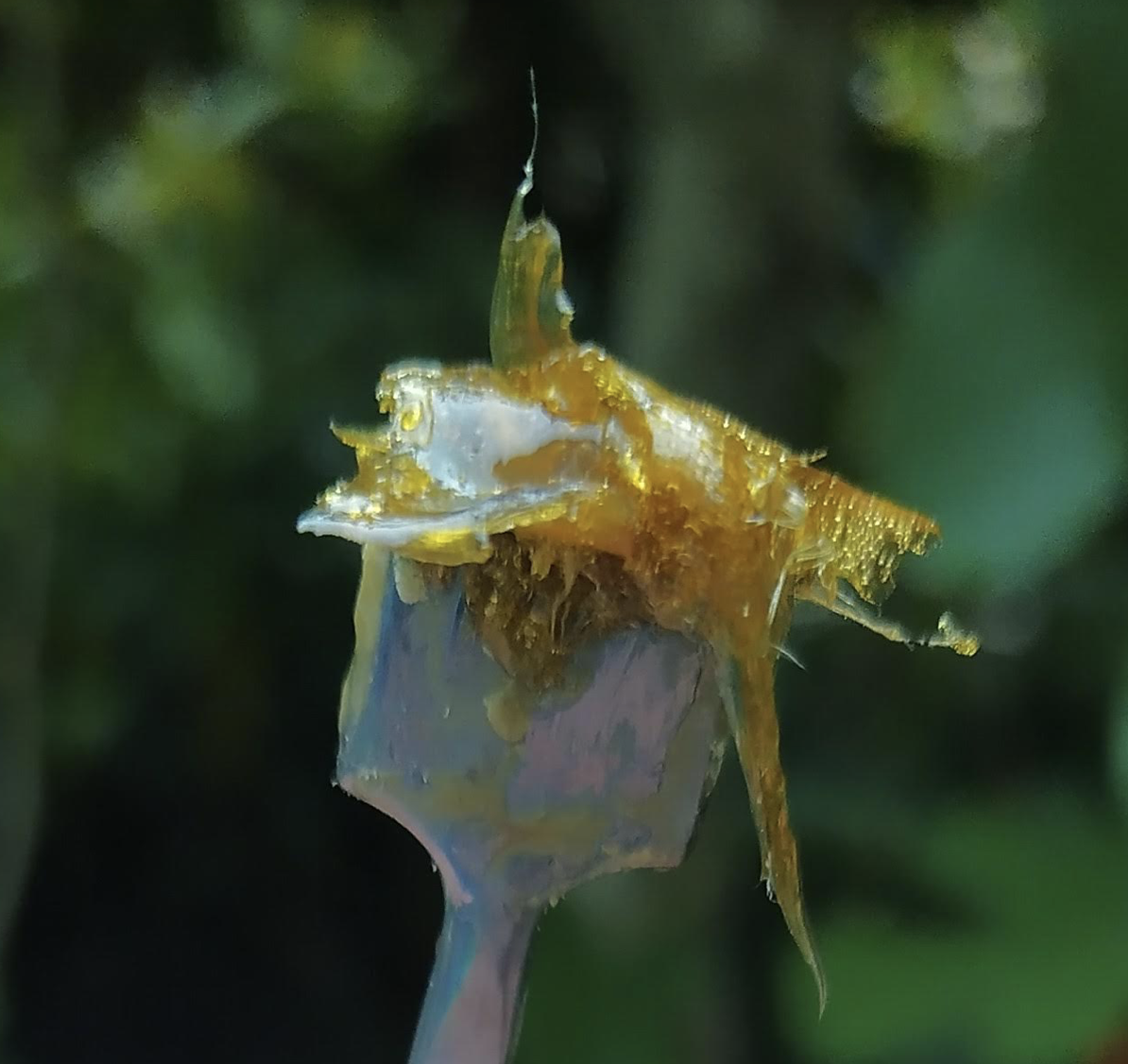 Marijuana Media Summer Ganja Guide: How to test and assess your ...