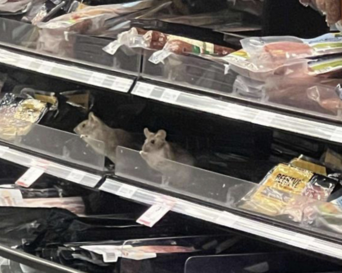 Rat Countdown – how come Supermarket Duopoly can serve us vermin ...
