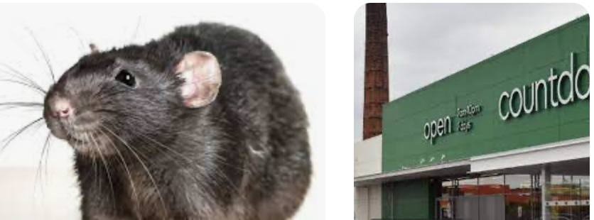Rat Countdown – how come Supermarket Duopoly can serve us vermin ...