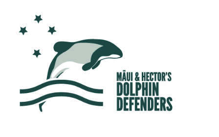 Hector’s dolphins near Coromandel show more protection needed: Dolphin ...