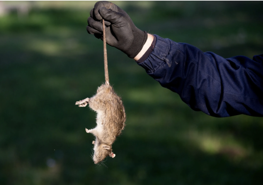 Professional Rodent Control in Auckland: Protecting Your Property and ...